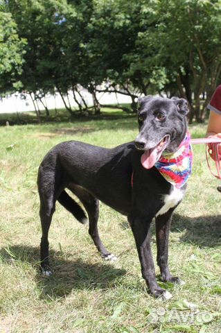 Для Багиры человек - это целый мир