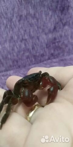 Красный краб