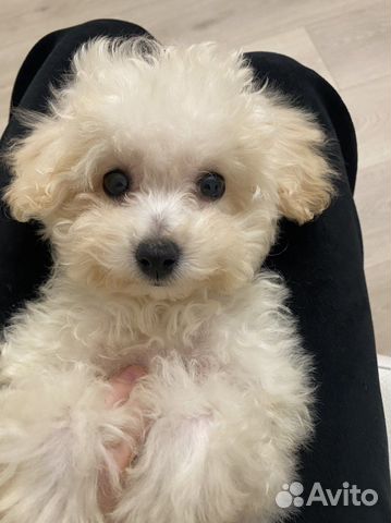 Щенок бишпу