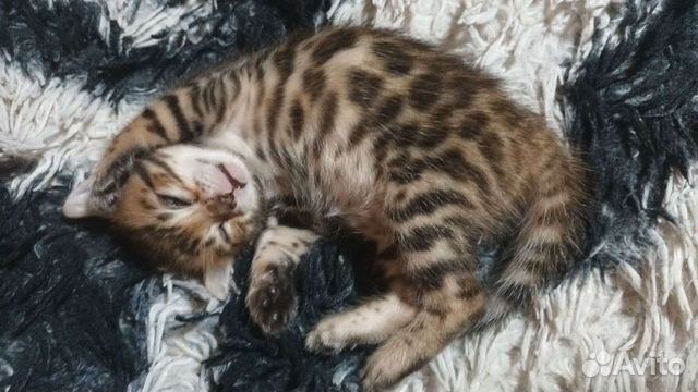 Бенгальская кошечка