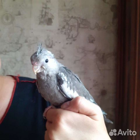Корелла ручной птенец