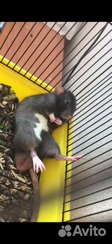 Крыса дамбо