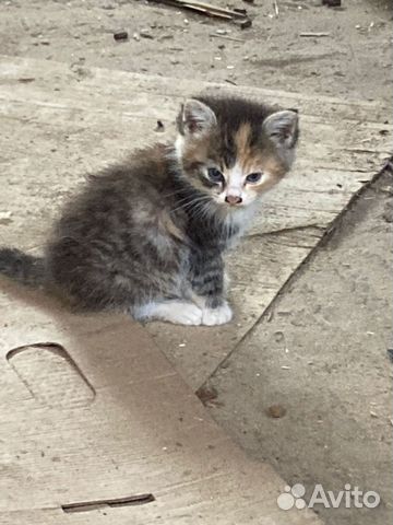 Отдам котенка в добрые руки