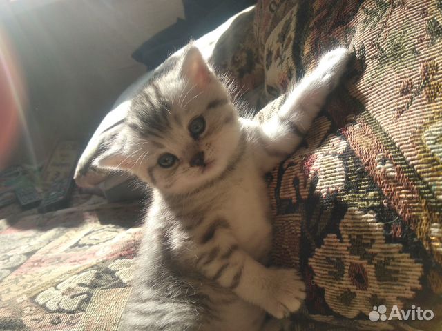 Британские котята