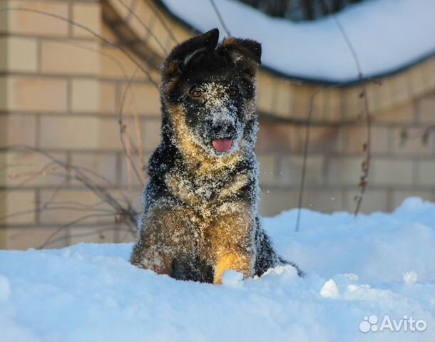 Девка огонь