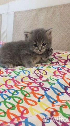 Британские котята