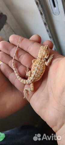 Бородатая агама