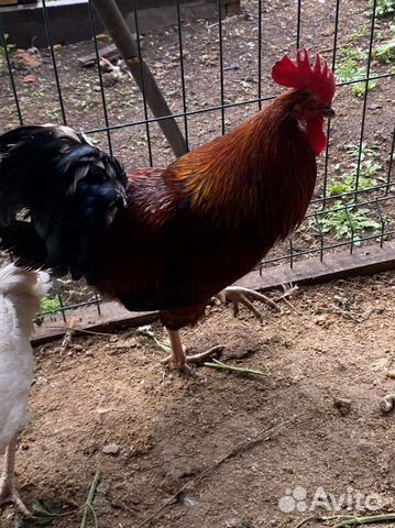 Петух брама