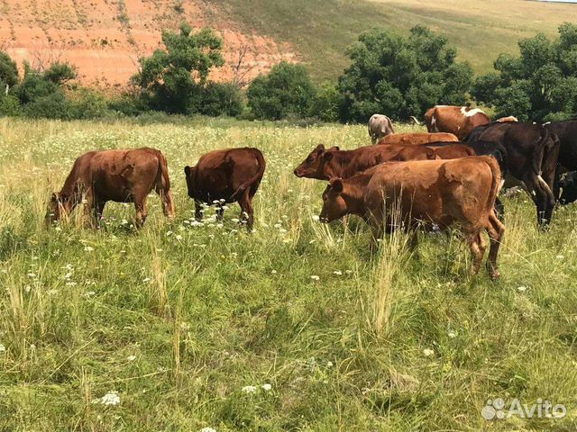 Тёлки (коровы)