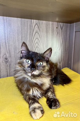 Котята в добрые руки бесплатно