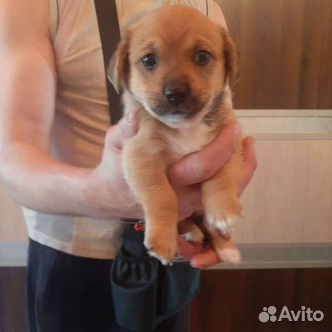 Щенки смесь вельш корги пемброк