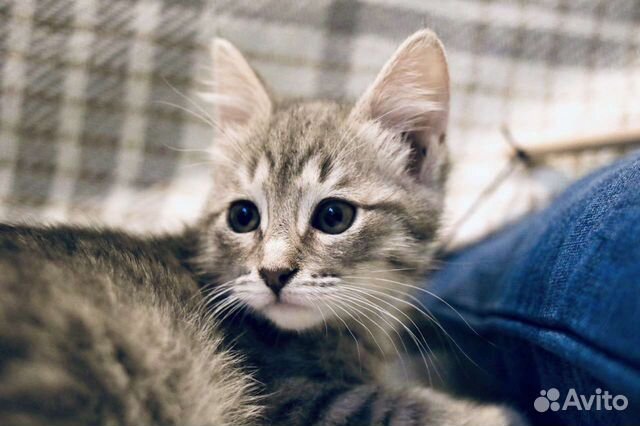 Котёнок Пчёлка Майя