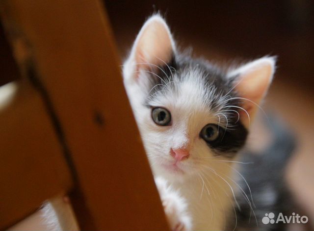 Котенок мальчик 1.5 мес