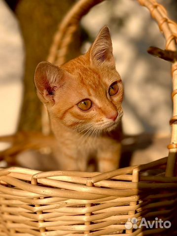 Рыжий Котенок девочка Ева, 2 мес