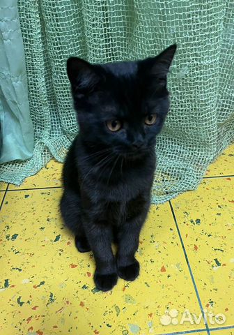 Шотландский прямоухий котенок (девочека)