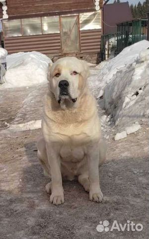 Вязка сао (алабай)