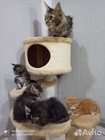 Домашние животные кошки