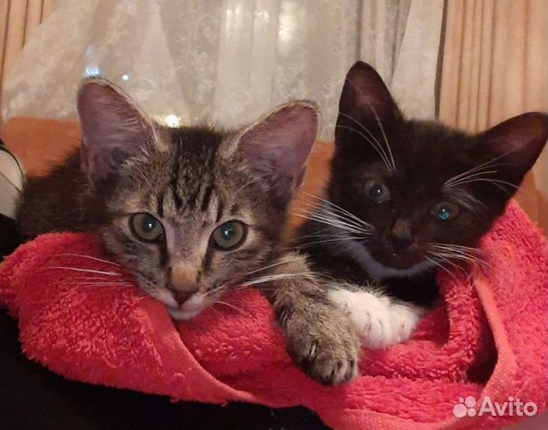 Котята-малышата мальчики в дар