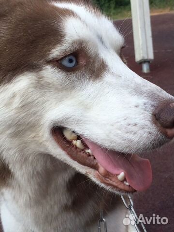 Продам щенка Хаски