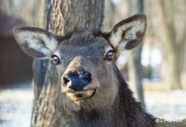 Благородный олень
