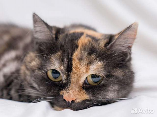 Шикарная кошечка Чара., 1 год