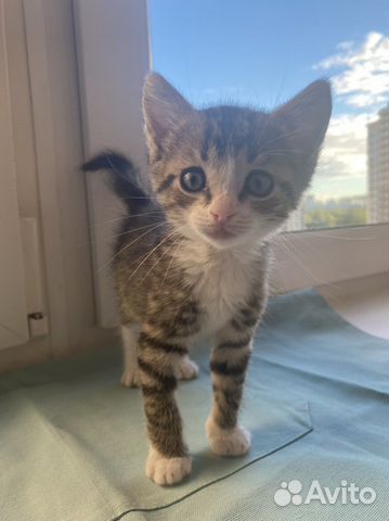 Петр в добрые руки