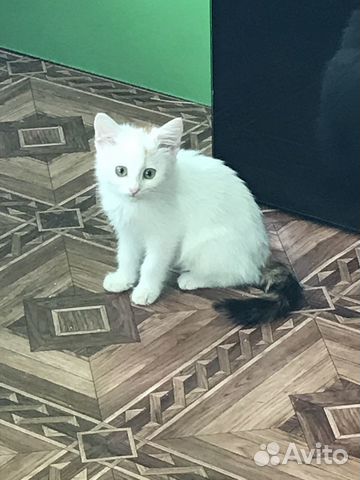 Кошечка в добрые руки