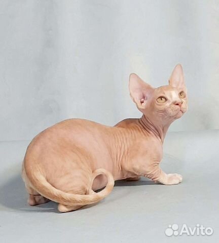 Огненная красотка