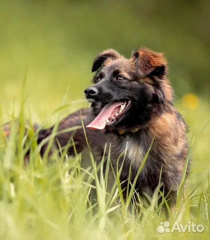 Озорная и небольшая собачка в добрые руки