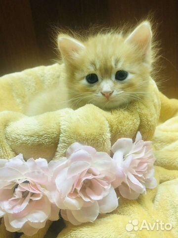Котята