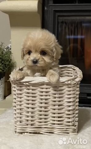 Мальтипу щенки f1 мини