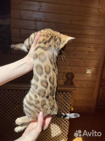 Бенгальская милашка