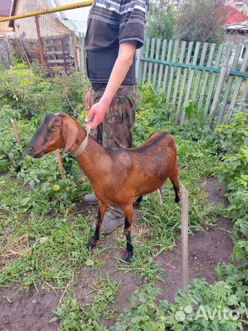 Коза нубийская