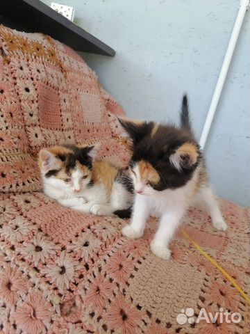 Кошечки в добрые руки