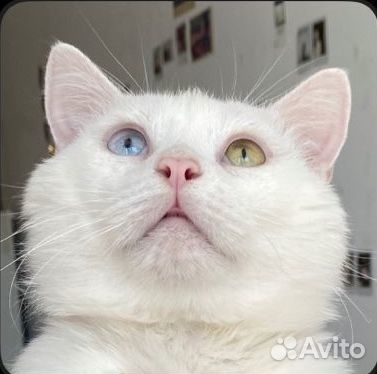 Кот Барон ищет надежных друзей)