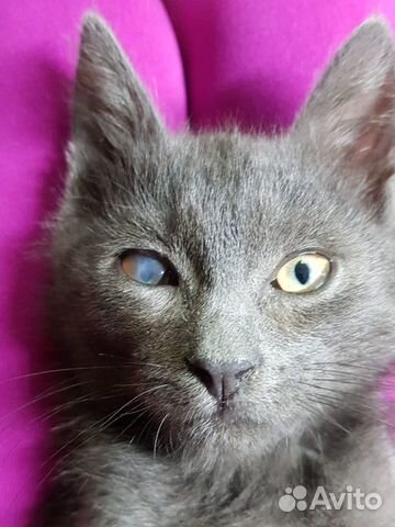 Котенок по имени гав бесплатно