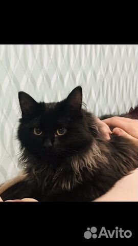 Норвежский лесной кот