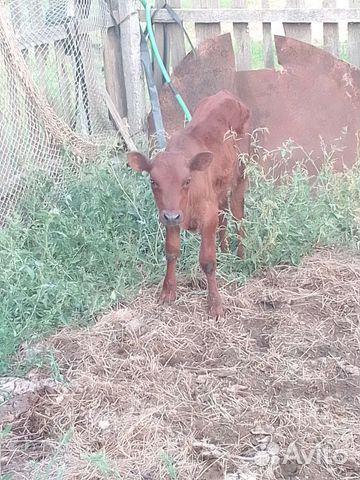 Телка 2 месяца