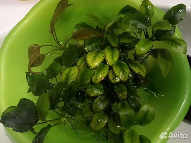 Аквариумные растения Анубис, криптокарина