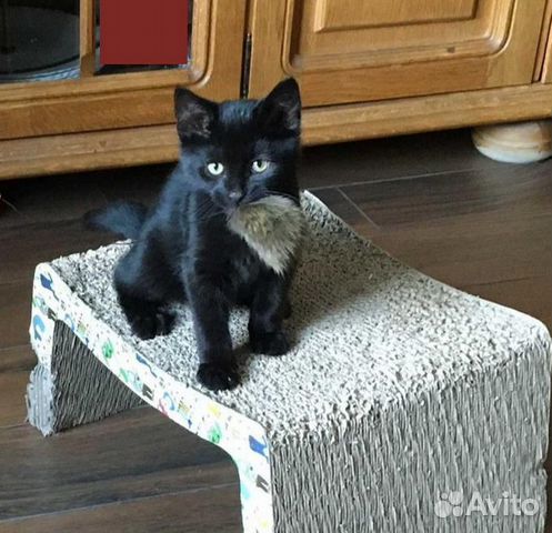Черныш. славный малыш котик 3 мес
