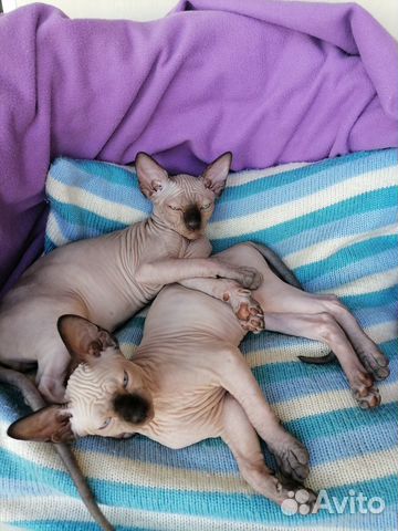 Котята Канадского сфтнкса