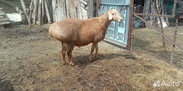 Гиссарский баран, 3 года