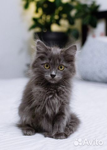 Кот Кокос