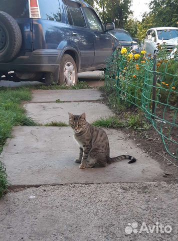 Кошечка в Добрые ручки