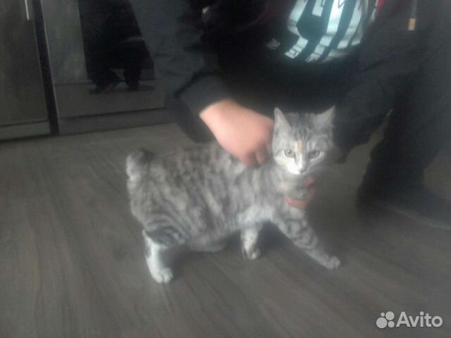 Кошки курильский бобтейл