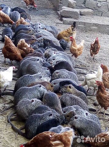 Нутрии живой вес