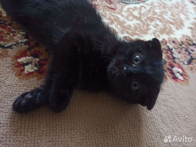 Шотландский котенок
