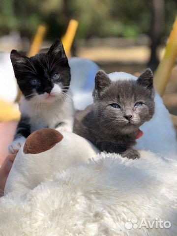 Котята мальчики