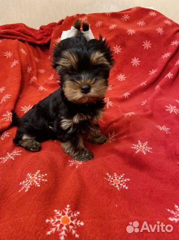 Йоркширский терьер