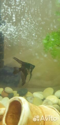 Бесплатно рыбку-скалярку в умелые руки